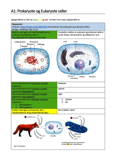 Prokaryoter og eukaryoter - Biologi - Opgaver.com