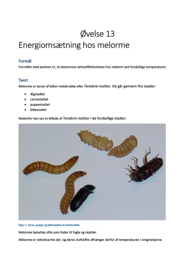 Energiomsætning af melorme - Biologi - Opgaver.com