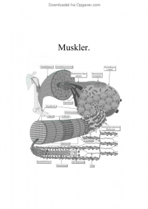 Muskler - Biologi - Opgaver.com
