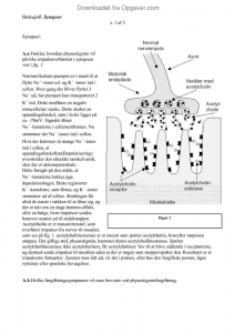 Synapser, physostigmin, acetylcholin - Biologi - Opgaver.com