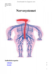 nervesystemet - Biologi - Opgaver.com
